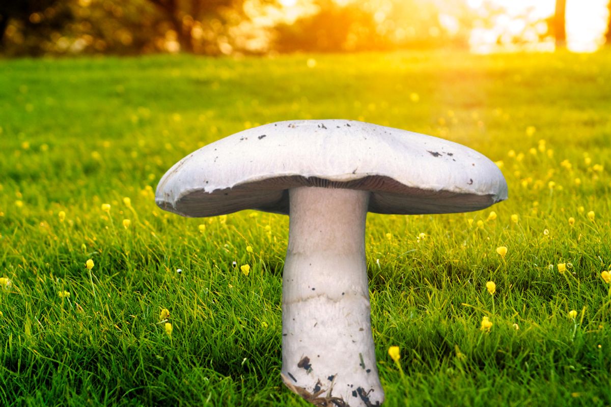 Le Rosé des prés, un succulent champignon pas difficile à trouver